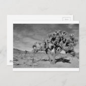 Joshua Tree (black & white) Postcard | Zazzle
