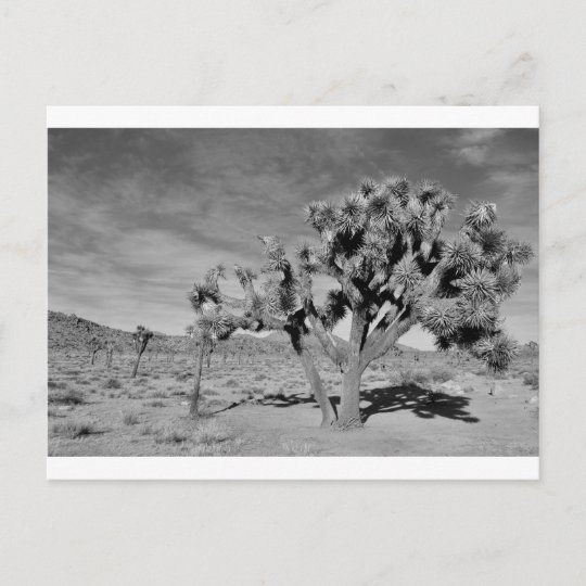 Joshua Tree (black & white) Postcard | Zazzle.com