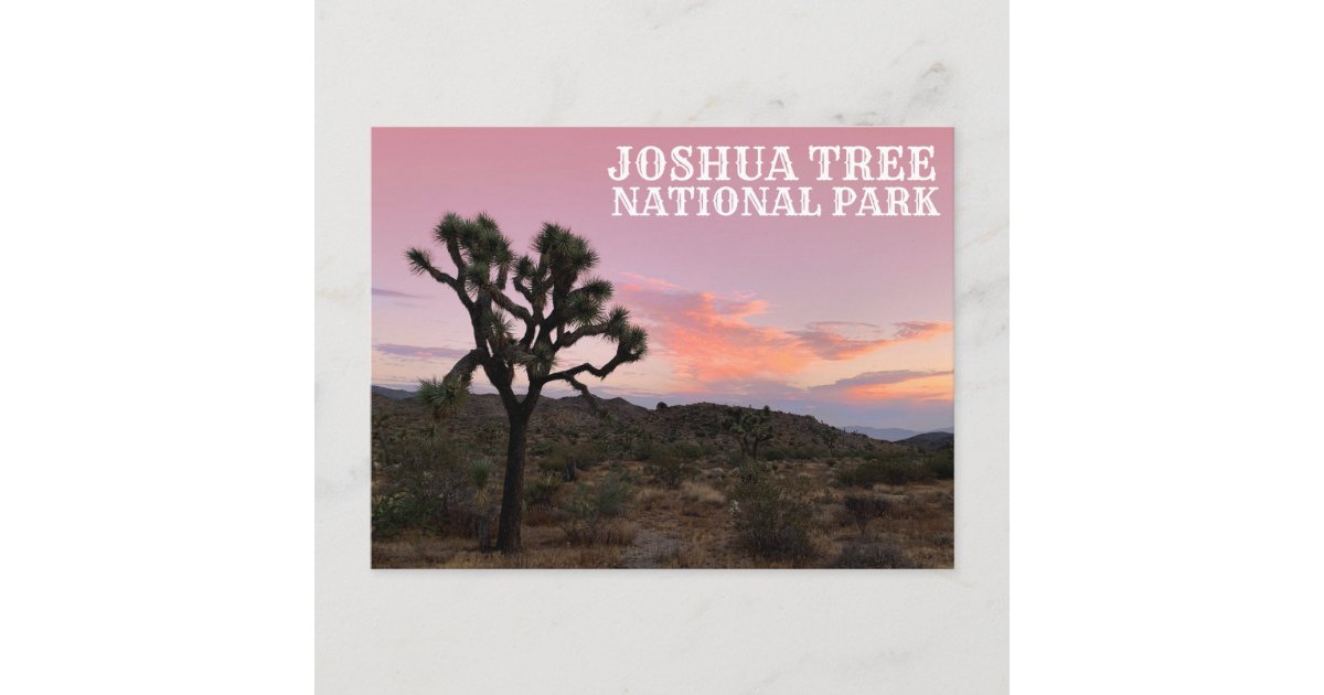 Joshua Tree California Sunset Postcard | Zazzle