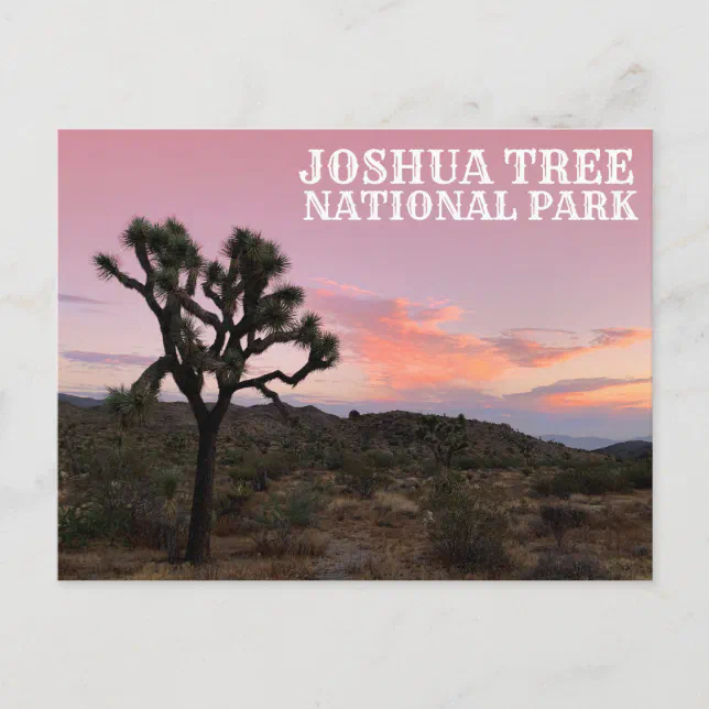 Joshua Tree California Sunset Postcard | Zazzle