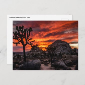 Joshua Tree National Park at sunset Postcard | Zazzle