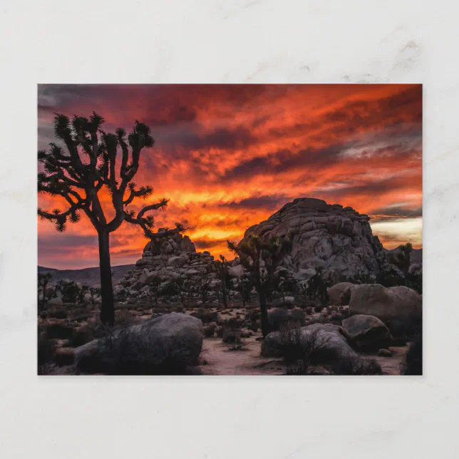 Joshua Tree National Park at sunset Postcard | Zazzle