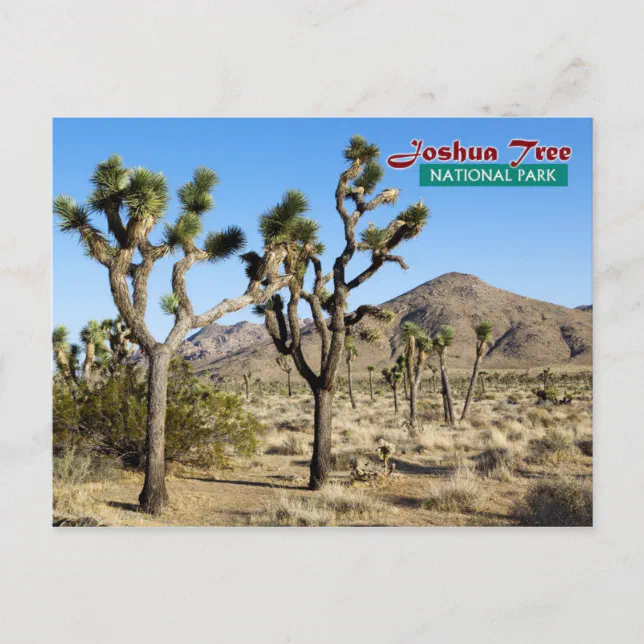 Joshua Tree National Park, California Postcard | Zazzle
