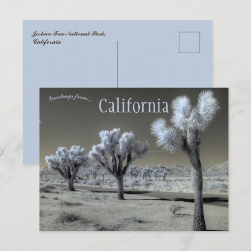 Joshua Tree National Park California Postcard | Zazzle