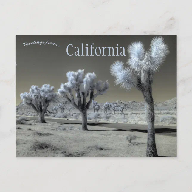 Joshua Tree National Park California Postcard | Zazzle
