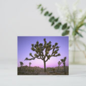 JOSHUA TREE NATIONAL PARK, CALIFORNIA. USA. POSTCARD | Zazzle