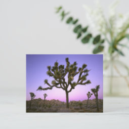 JOSHUA TREE NATIONAL PARK, CALIFORNIA. USA. POSTCARD | Zazzle