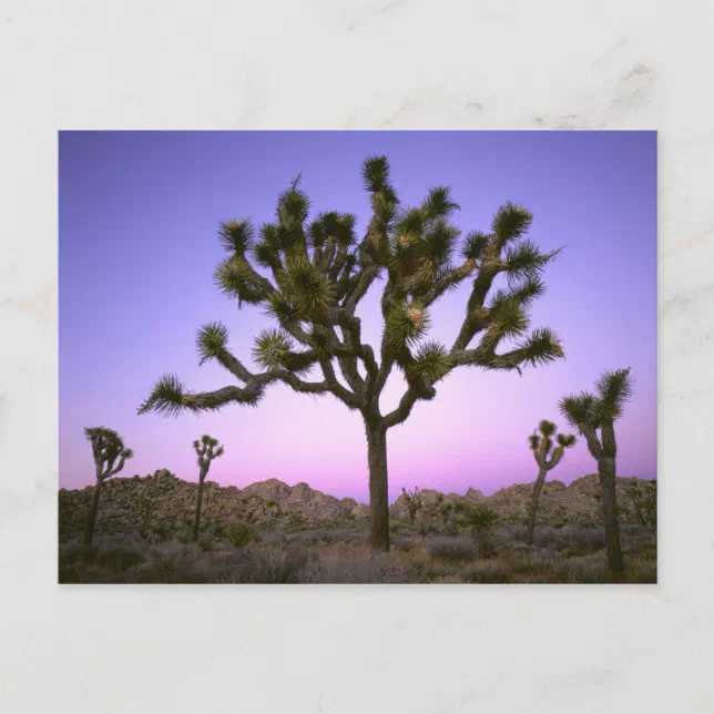 JOSHUA TREE NATIONAL PARK, CALIFORNIA. USA. POSTCARD | Zazzle