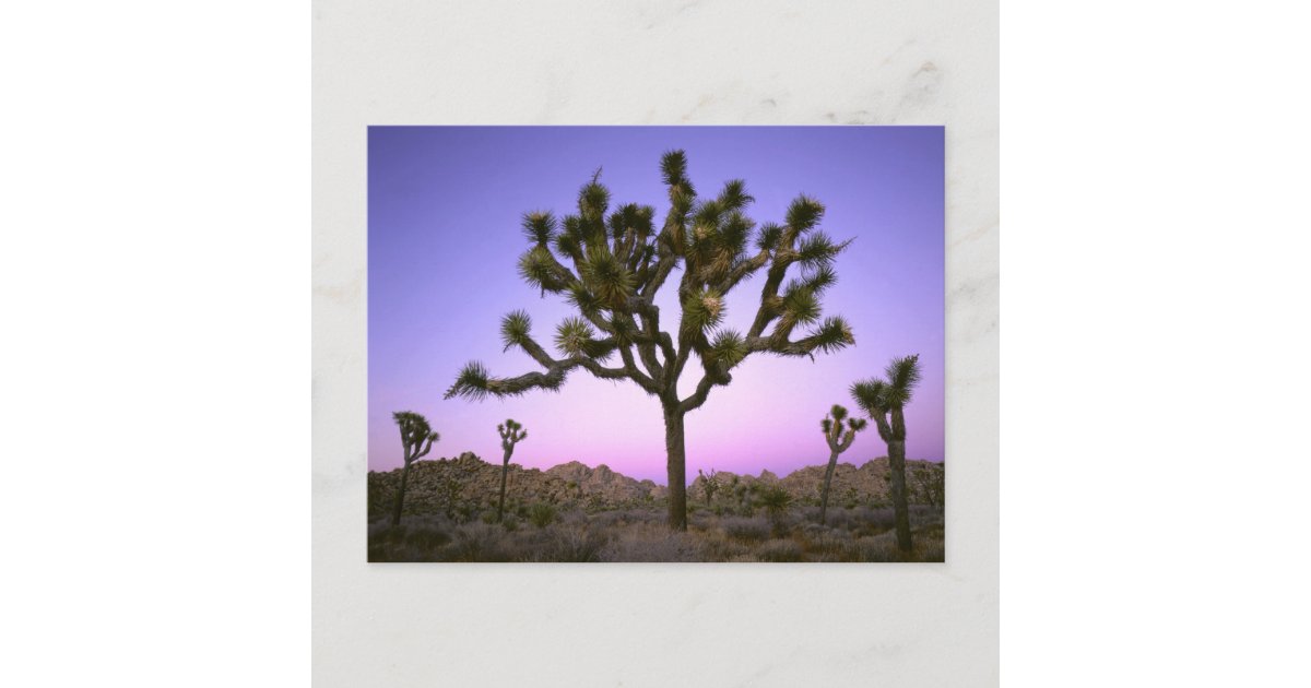 JOSHUA TREE NATIONAL PARK, CALIFORNIA. USA. POSTCARD | Zazzle