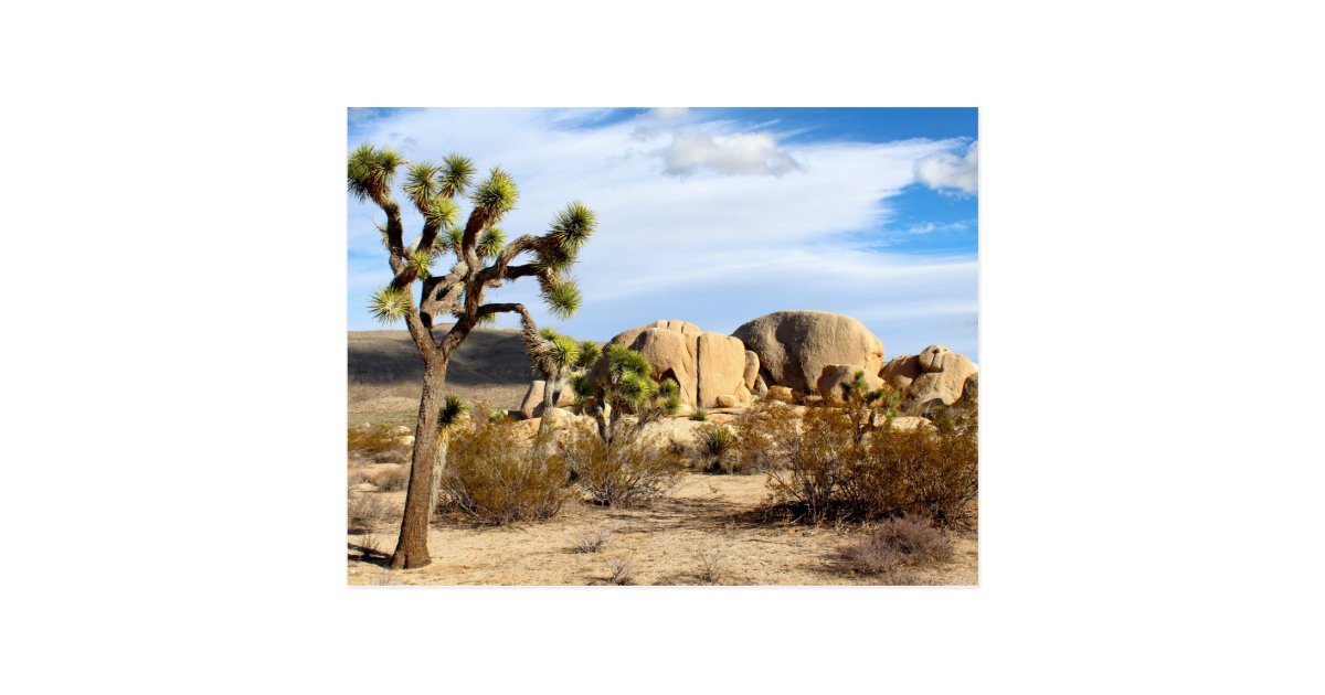 Joshua Tree National Park Postcard | Zazzle.com