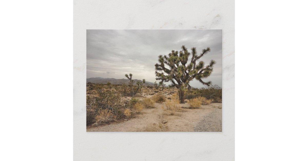 Joshua Tree National Park postcard | Zazzle