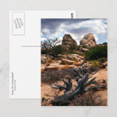 Joshua Tree National Park Postcard | Zazzle