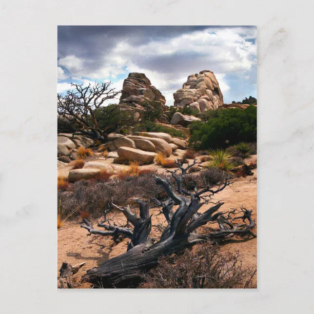 Joshua Tree National Park Postcard | Zazzle