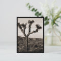 Joshua Tree Postcard | Zazzle