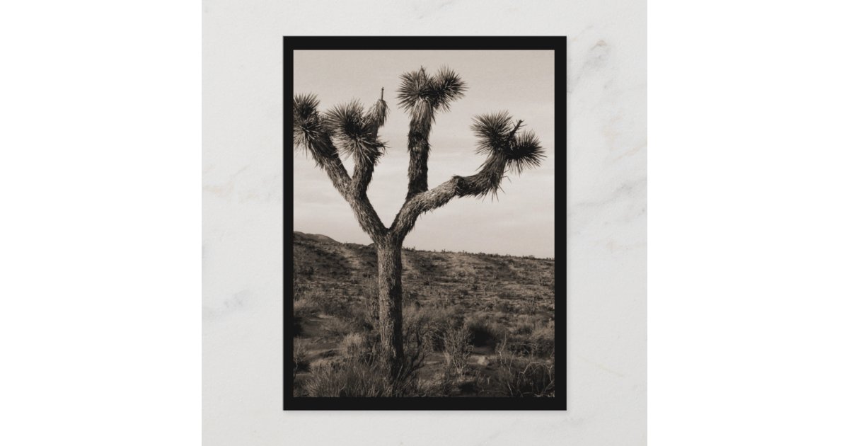 Joshua Tree Postcard | Zazzle