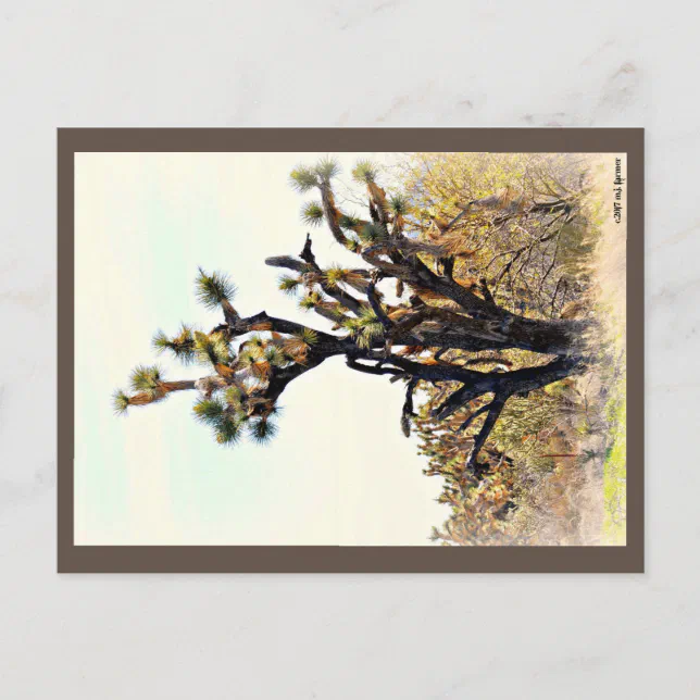 Joshua Tree Postcard | Zazzle