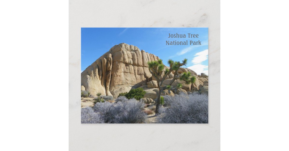 Joshua Tree Postcard! Postcard | Zazzle