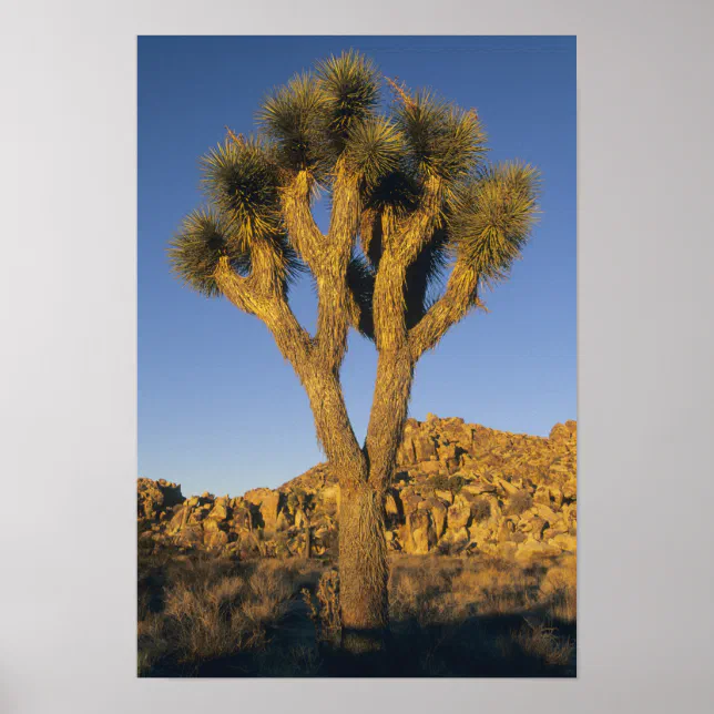 Joshua Tree, Yucca brevifolia), and granite Poster | Zazzle
