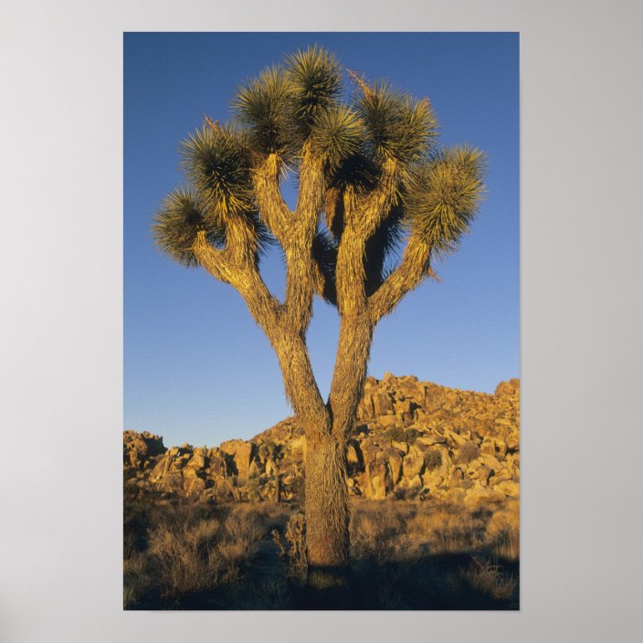 Joshua Tree, Yucca brevifolia), and granite Poster | Zazzle.com