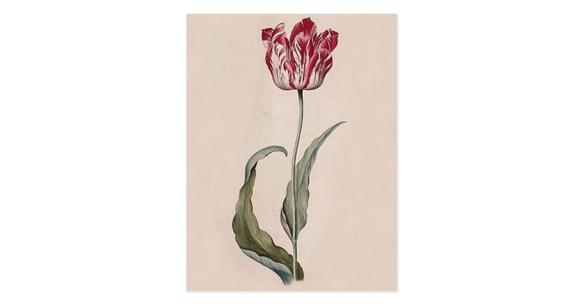 Judith Leyster Tulip Postcard | Zazzle.com