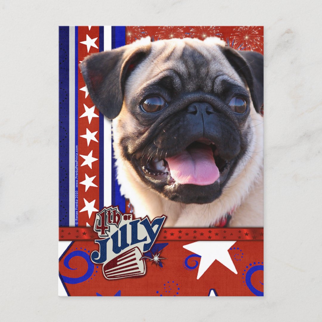 July 4th Firecracker - Pug Postcard | Zazzle