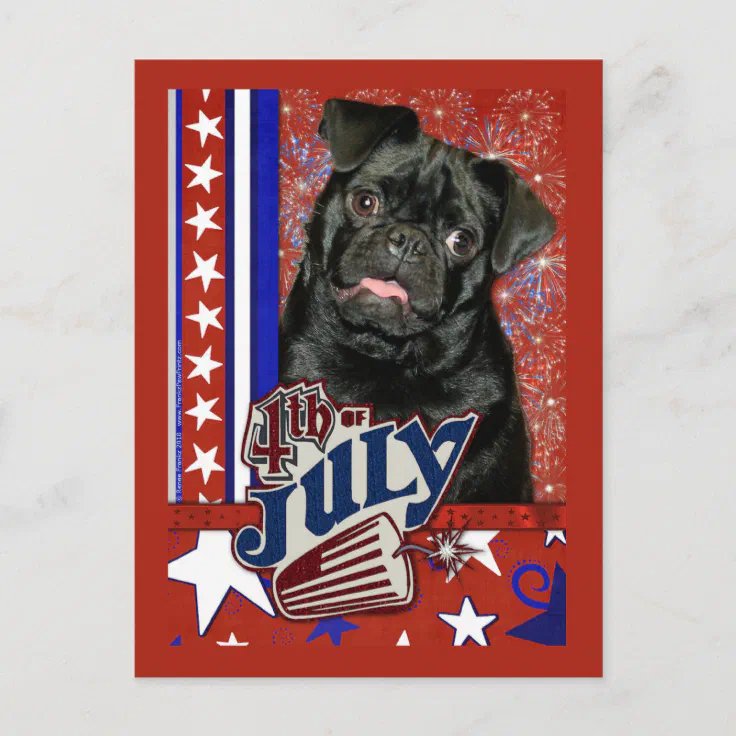 July 4th Firecracker - Pug Postcard | Zazzle