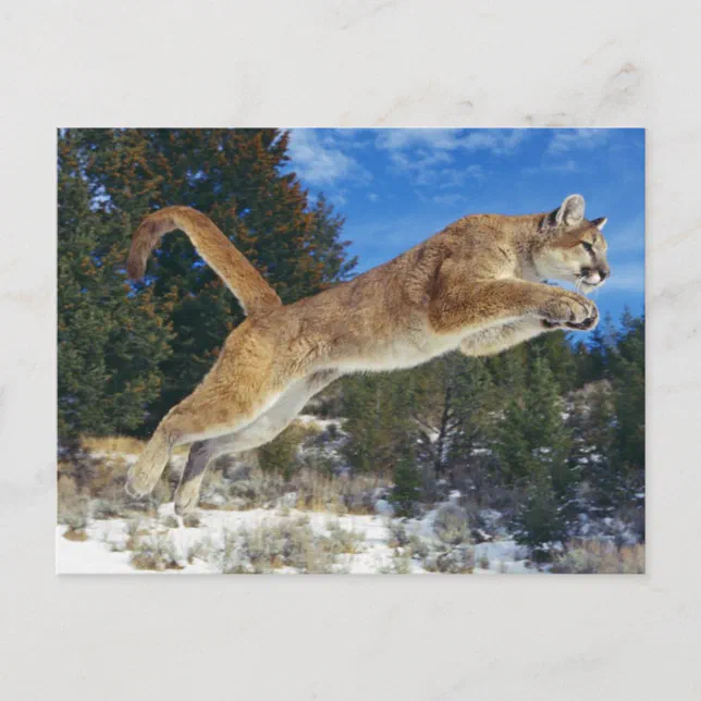 Jumping Cougar Postcard | Zazzle
