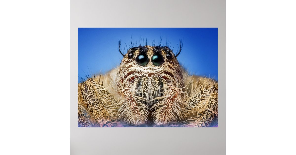 Jumping spider poster | Zazzle