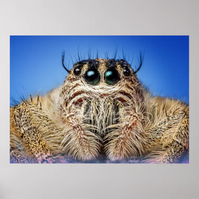 Jumping spider poster | Zazzle