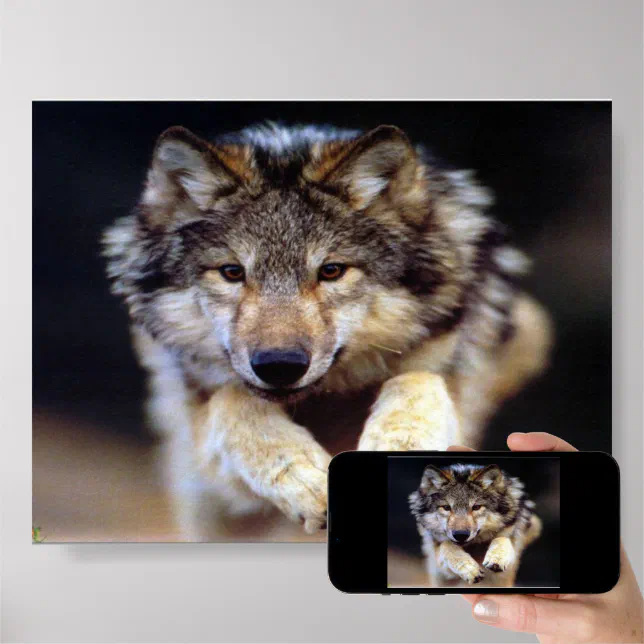 Jumping Wolf Poster | Zazzle
