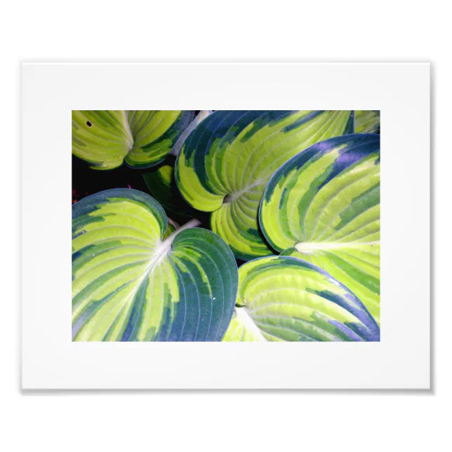 June Hosta Photo Print | Zazzle