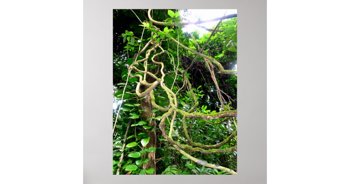 Jungle vines poster | Zazzle