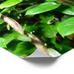 Jungle vines poster | Zazzle