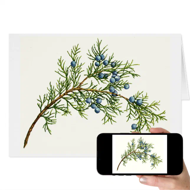 Juniper Branch | Zazzle
