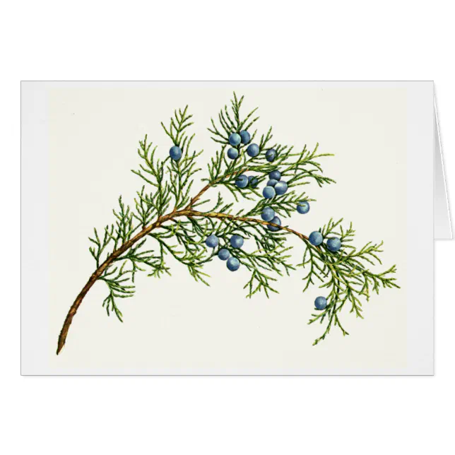 Juniper Branch | Zazzle
