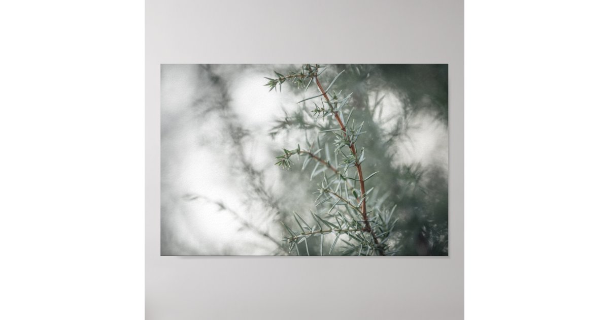 Juniper Nature Photo Poster | Zazzle
