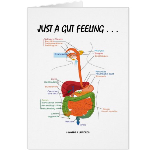 Just A Gut Feeling... (Digestive System Humor) | Zazzle.com