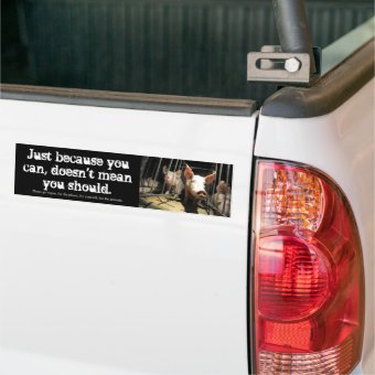 Just because you can, pigs bumper sticker | Zazzle
