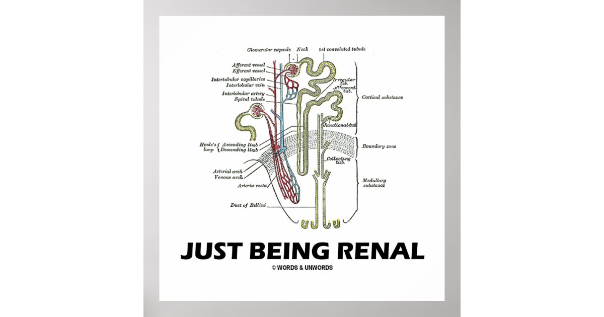 Just Being Renal (Kidney Nephron Renal Humor) Poster | Zazzle