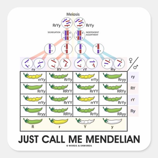Just Call Me Mendelian (Punnett Square Genetics) Square Sticker ...