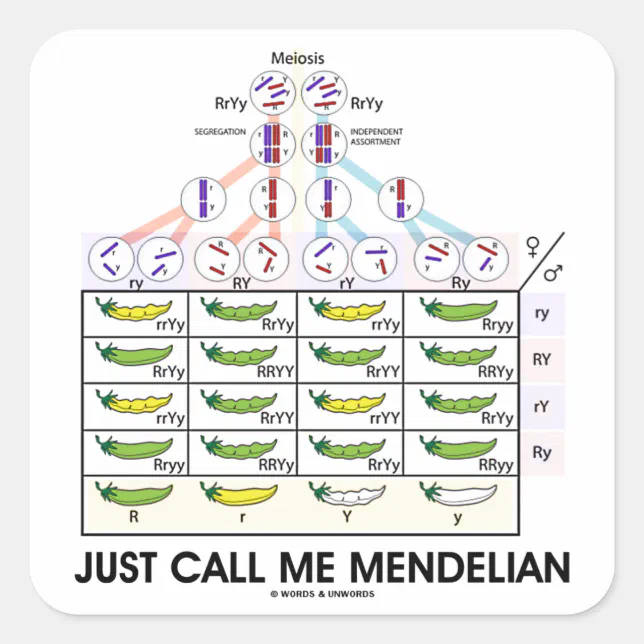 Just Call Me Mendelian (Punnett Square Genetics) Square Sticker | Zazzle