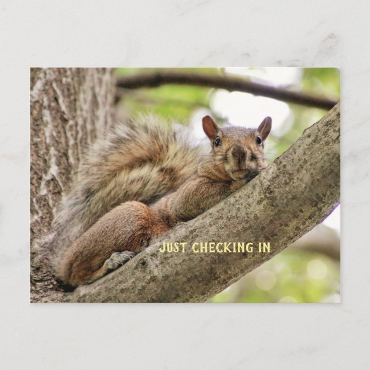 Just Checking In To See How You've Been Postcard | Zazzle