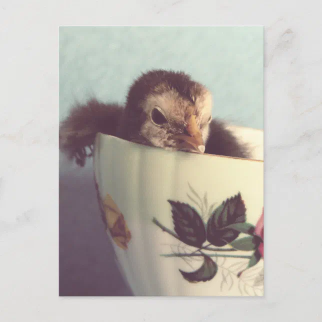 Just Chillin' Postcard | Zazzle