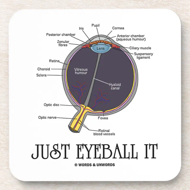 Just Eyeball It (Human Eye Anatomy) Coaster | Zazzle