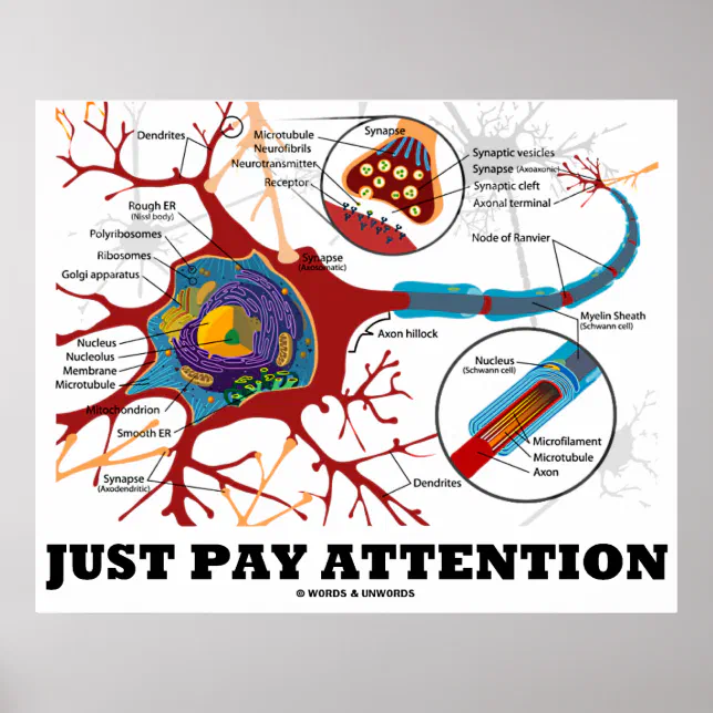 Just Pay Attention (Neuron / Synapse Anatomical) Poster | Zazzle