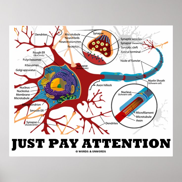 Just Pay Attention (Neuron / Synapse Anatomical) Poster | Zazzle