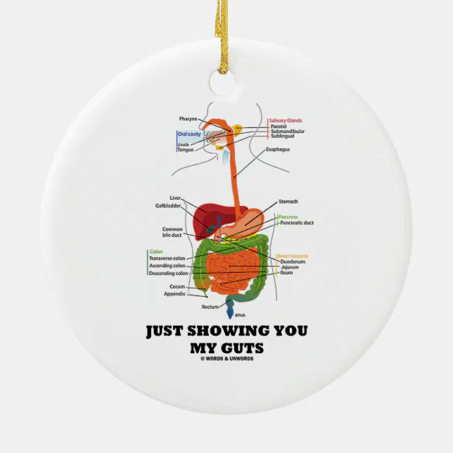 Just Showing You My Guts (Digestive System Humor) Ceramic Ornament | Zazzle