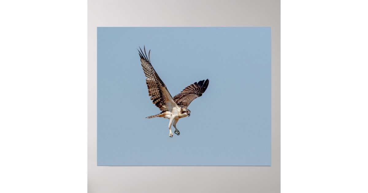 Juvenile Osprey in flight Poster | Zazzle