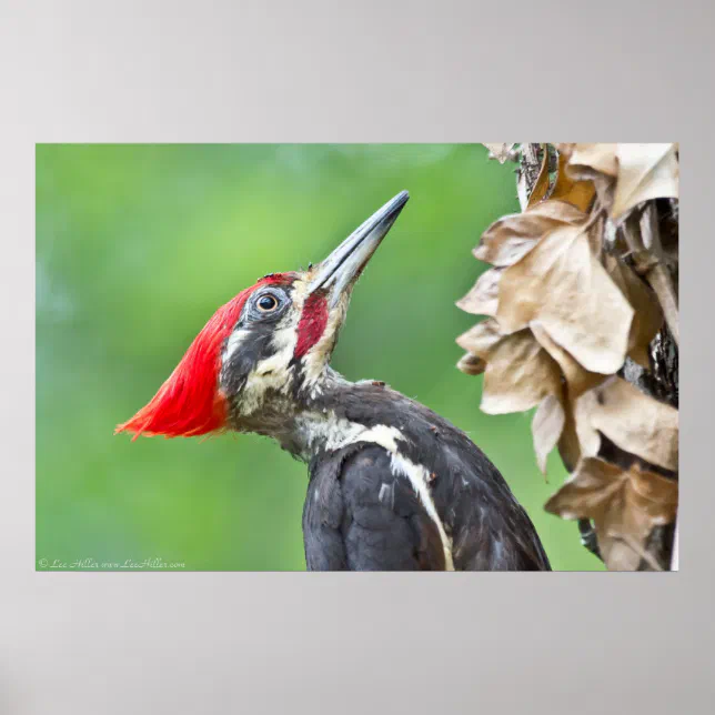 Juvenile Pileated Woodpecker Profile Poster | Zazzle