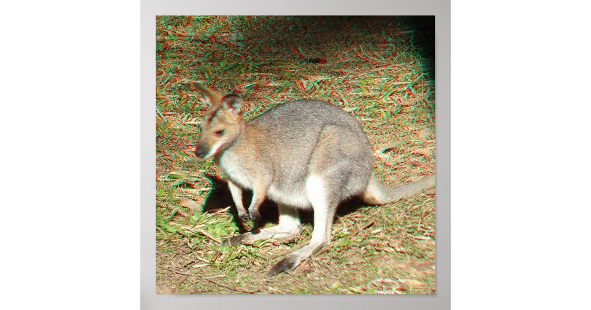Kangaroo 3D Anaglyph Poster | Zazzle